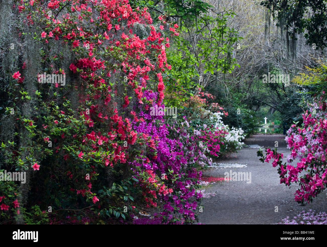 USA, South Carolina. Blooming azaleas and moss in Magnolia Gardens ...
