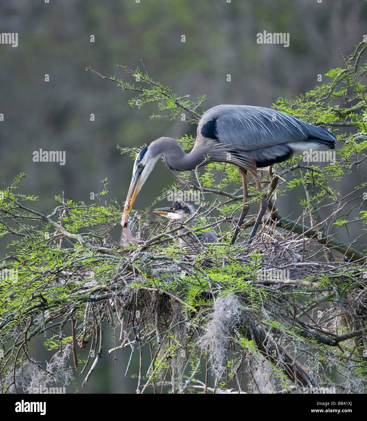 USA, South Carolina, Magnolia Gardens. Great blue heron feeding chicks ...
