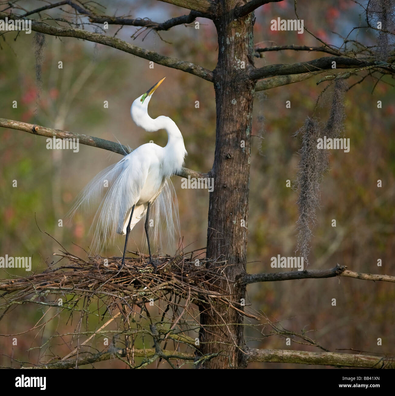 Bird nest in a magnolia tree hi-res stock photography and images - Alamy