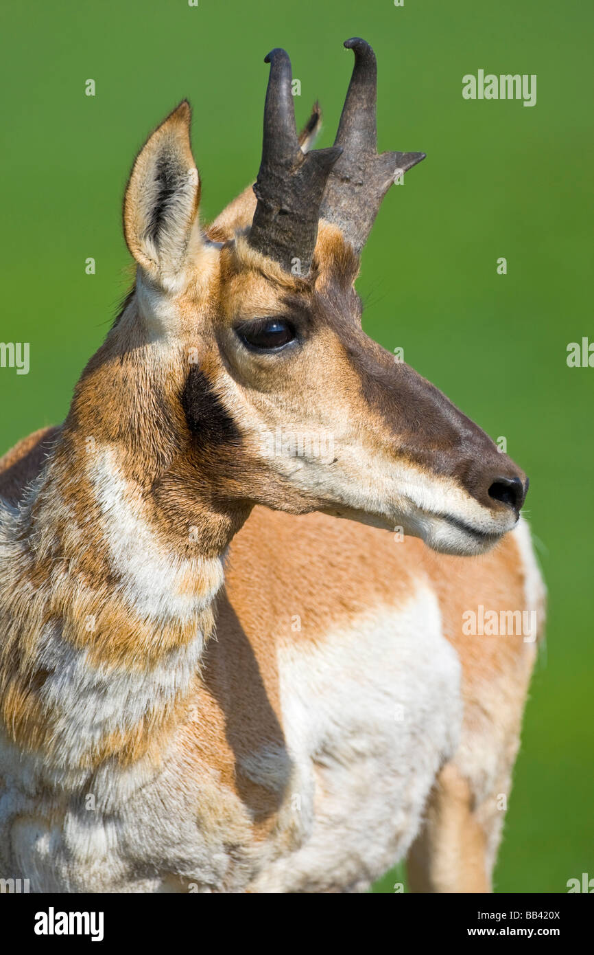 USA, South Dakota, Custer State Park. Close-up of adult male pronghorn ...