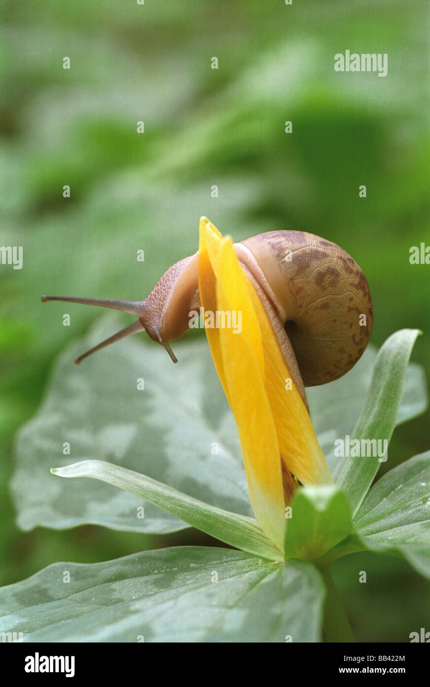 USA, Tennessee, Great Smoky Mountains National Park. Close-up of snail ...