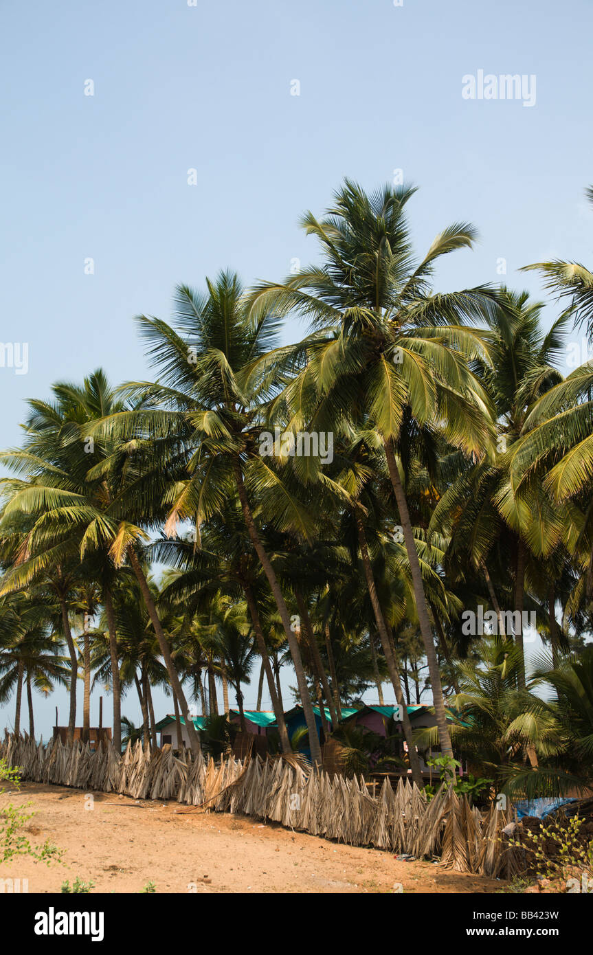 palm trees in Agonda, Goa Stock Photo - Alamy