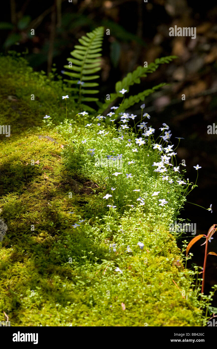 USA, TN, Cherokee National Forest. Bluets (Houstonia caerulea) are ...