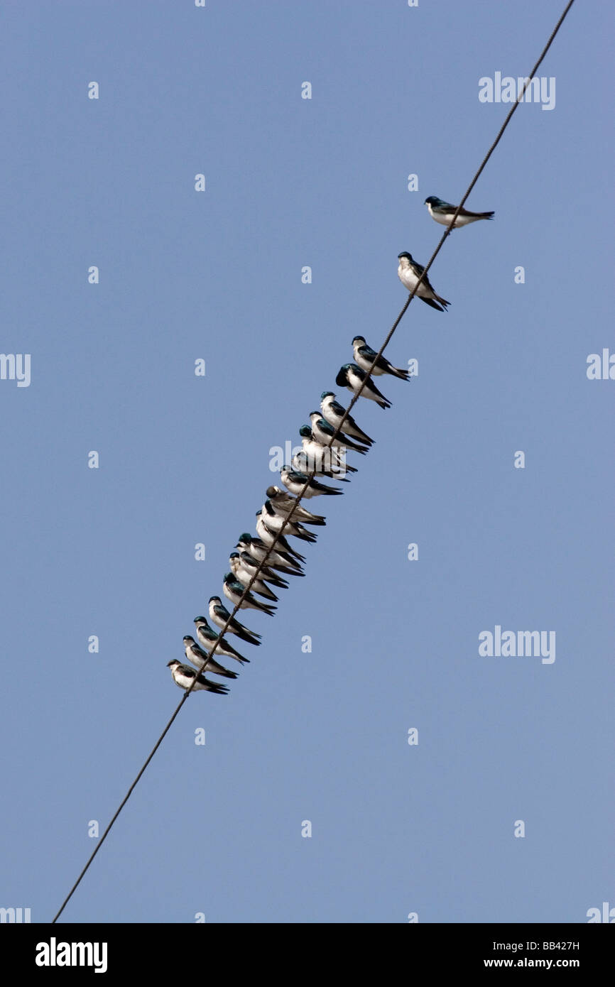USA - Texas - Group of Tree Swallows sitting on wire Stock Photo - Alamy