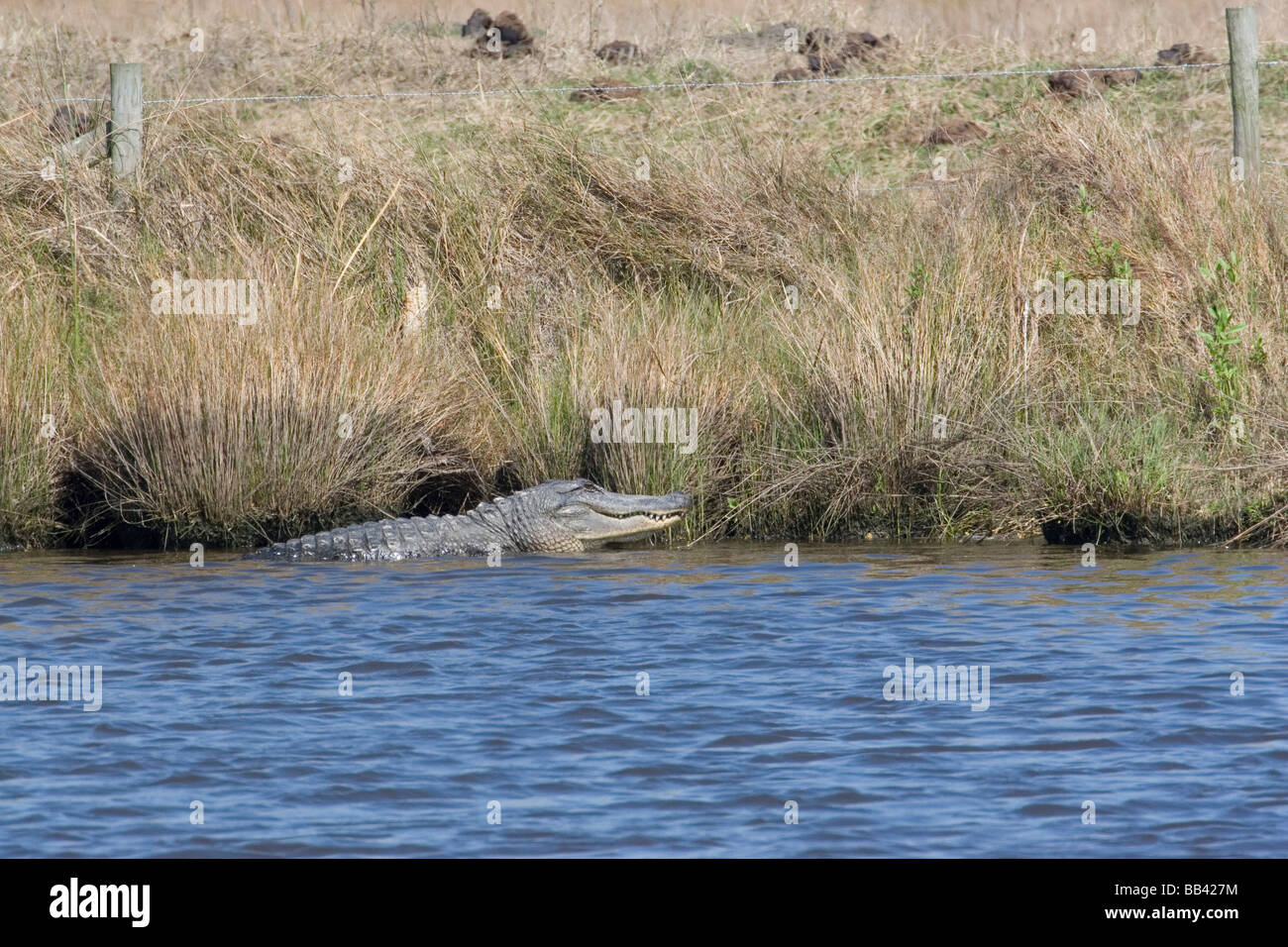 USA - Texas - American Alligator Stock Photo - Alamy