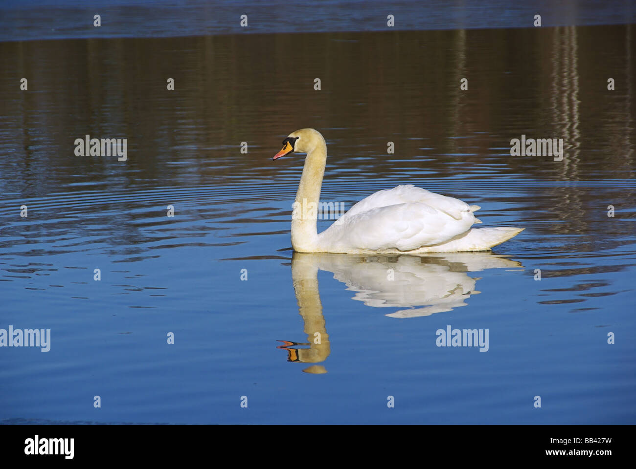 Schwan Swan 09 Stock Photo - Alamy