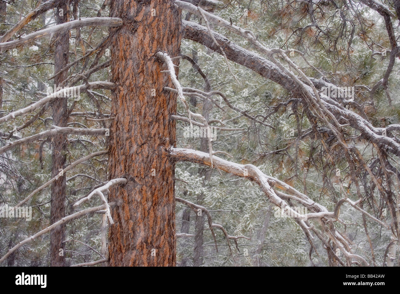 USA, Utah, Hell's Backbone Road area. Pine forest in a snowstorm Stock ...