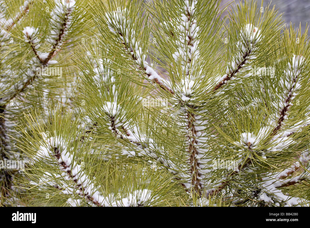USA, Utah, Hell's Backbone Road. Detail of pine boughs powered with ...