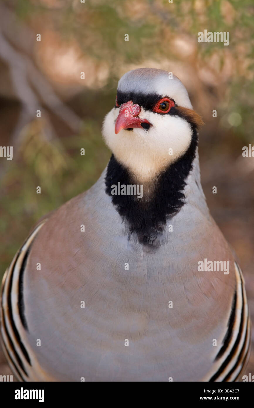 State bird of utah hi-res stock photography and images - Alamy