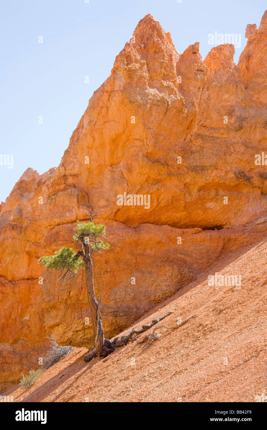 Bryce canyon limber pine hi-res stock photography and images - Alamy
