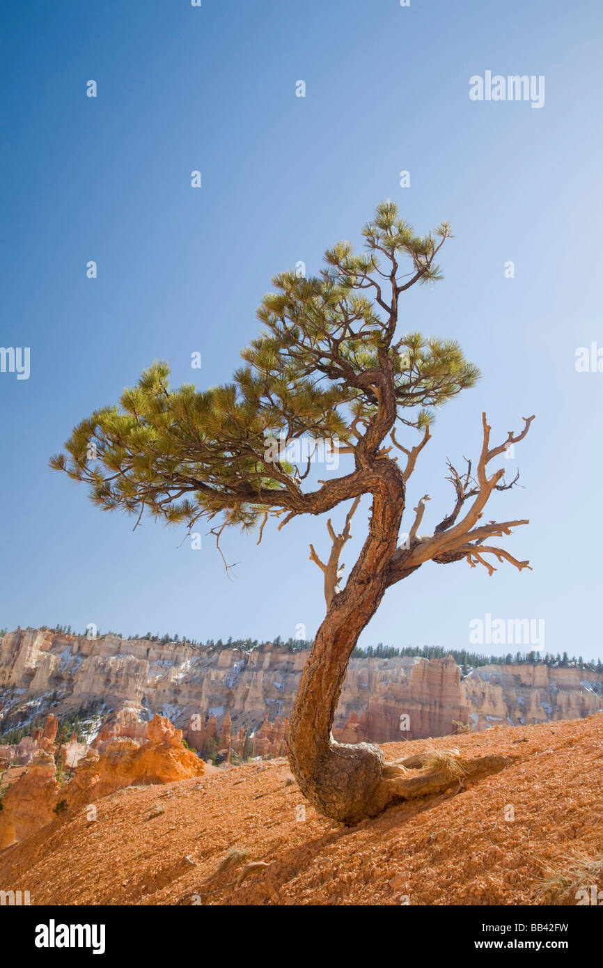 UT, Bryce Canyon National Park, Limber Pine tree Stock Photo - Alamy