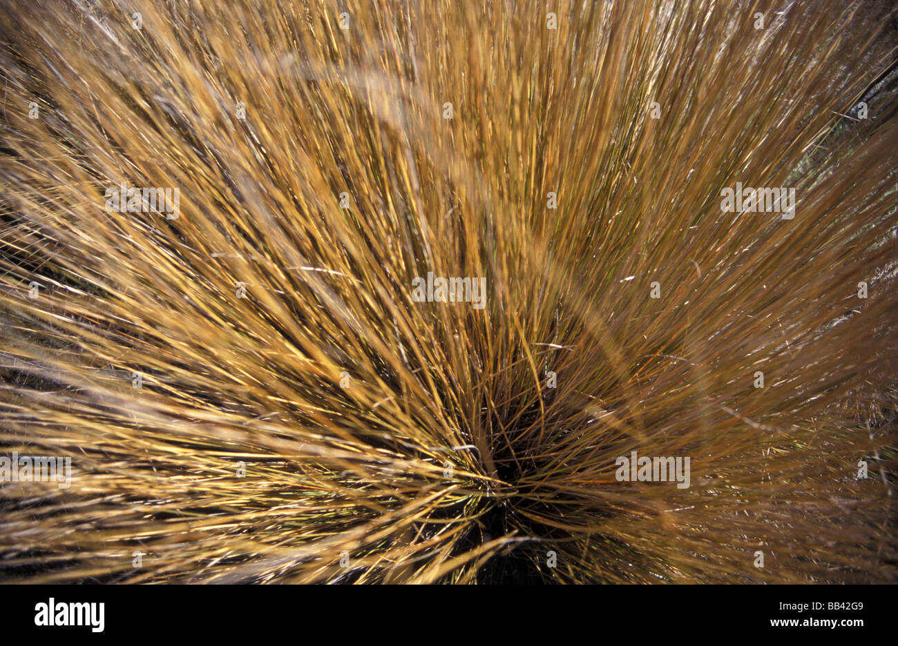 dry leaves of tussock grass or bunch grass alpine vegetation Tongariro ...