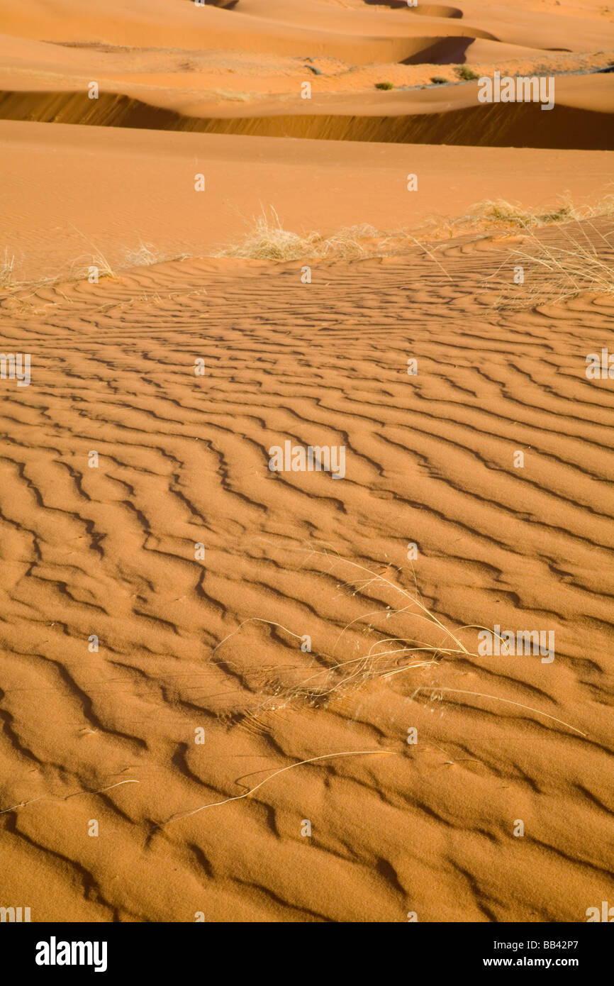 UT, Coral Pink Sand Dunes State Park, dunes created from eroding Navajo ...