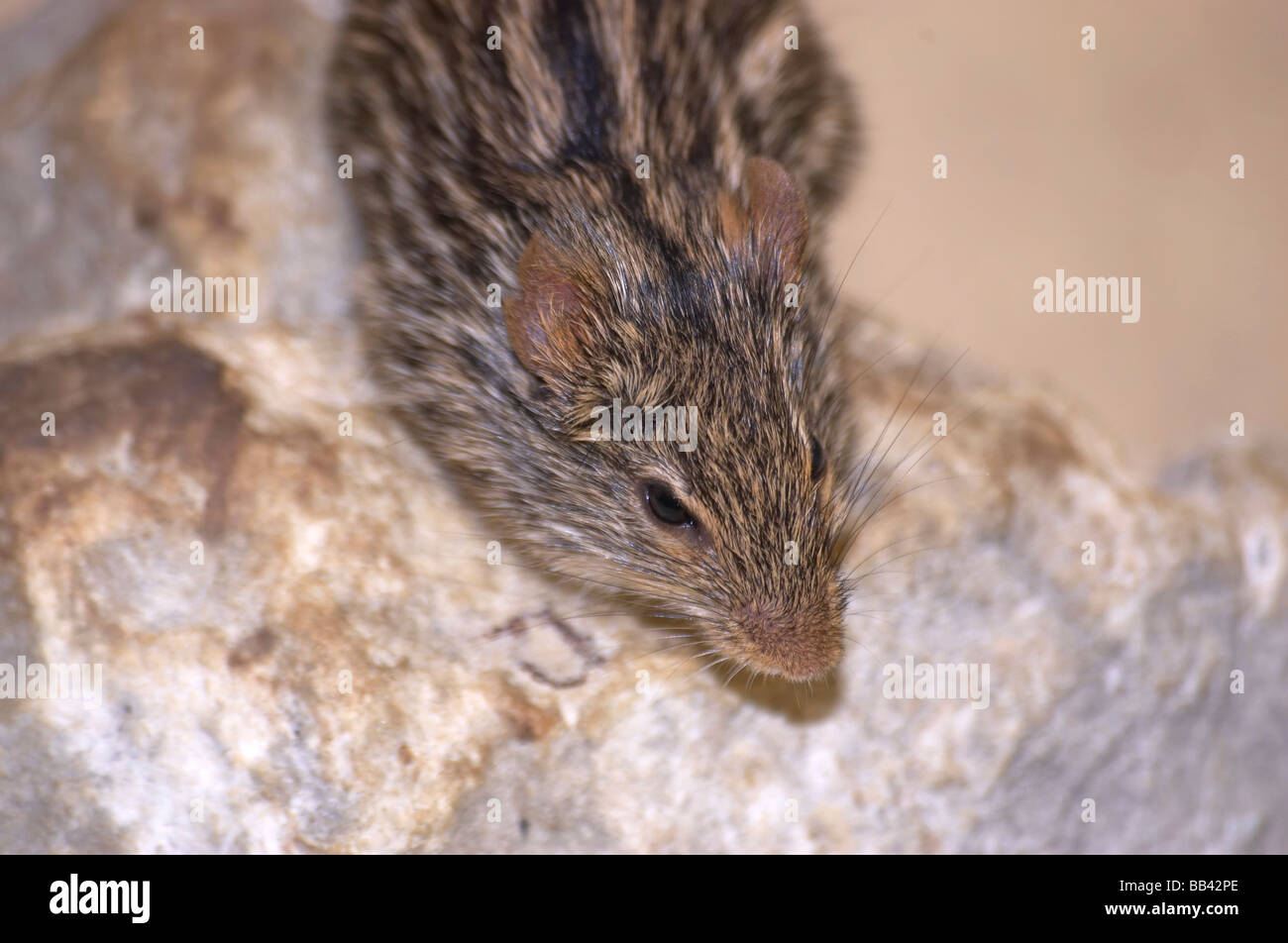 A captive stripped mouse at the zoo Stock Photo - Alamy