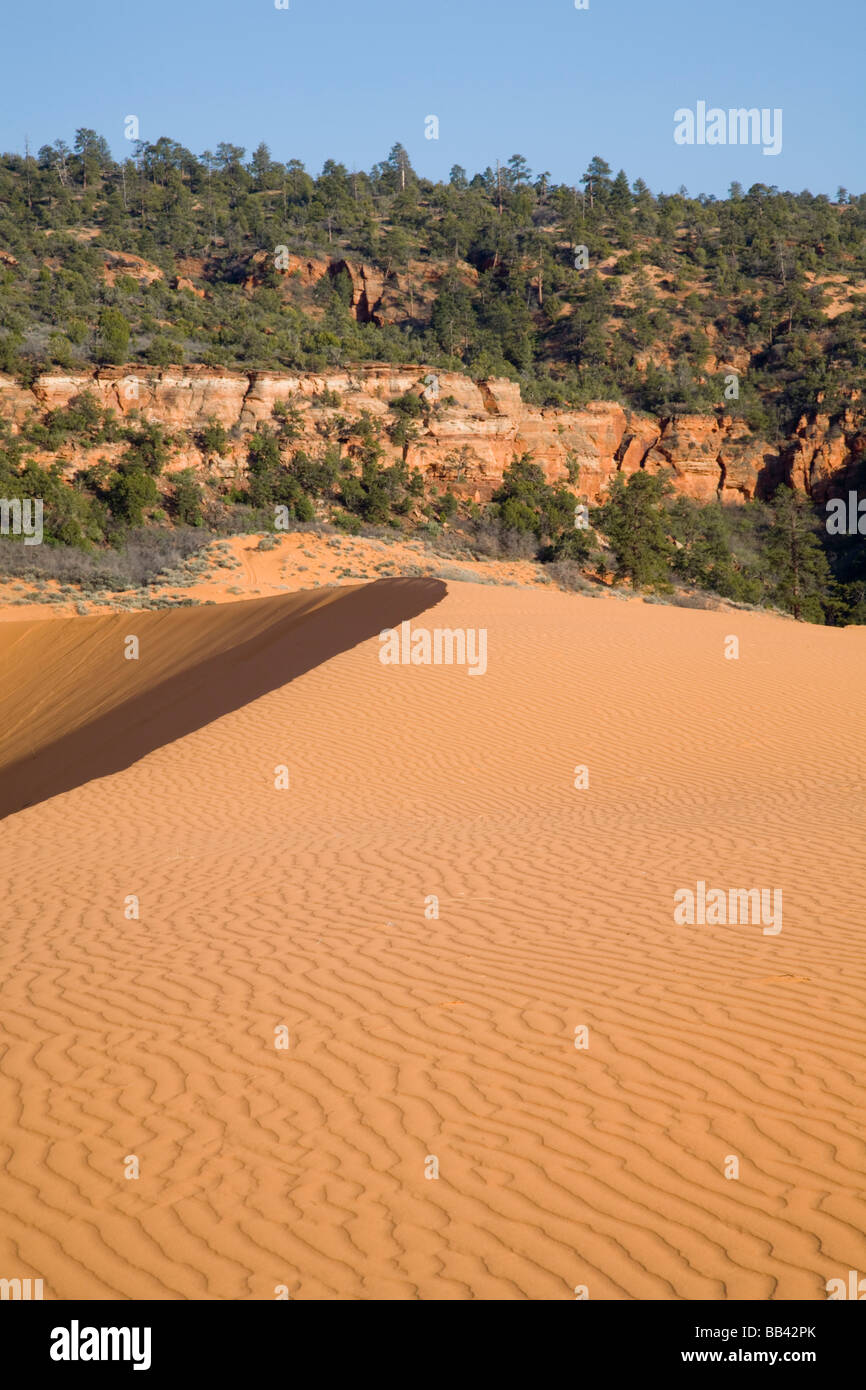 UT, Coral Pink Sand Dunes State Park, dunes created from eroding Navajo ...