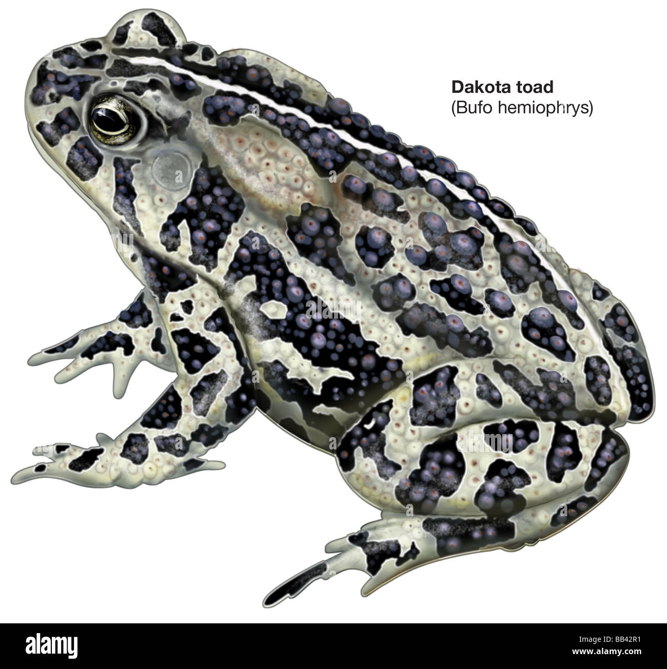 Dakota toad bufo hemiophrys hi-res stock photography and images - Alamy