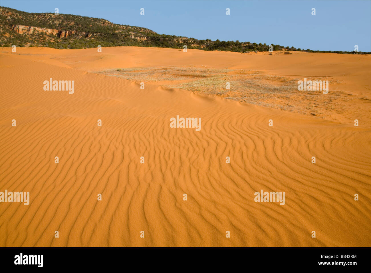 UT, Coral Pink Sand Dunes State Park, dunes created from eroding Navajo ...