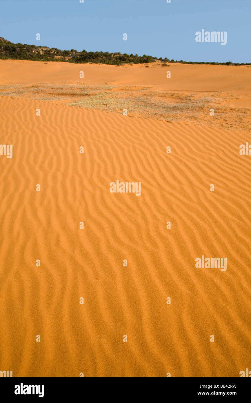 UT, Coral Pink Sand Dunes State Park, dunes created from eroding Navajo ...