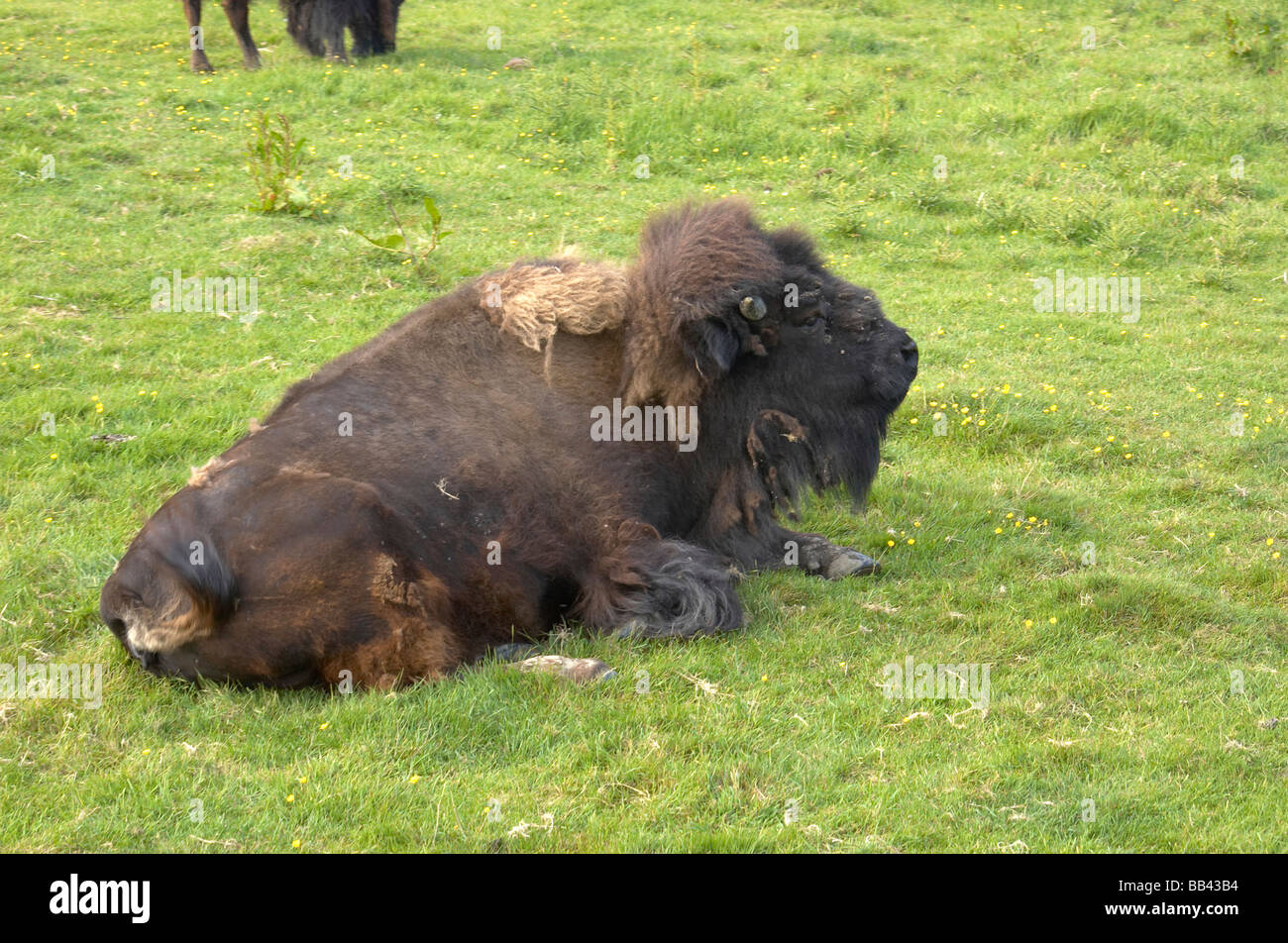 American bison sitting in hi-res stock photography and images - Alamy