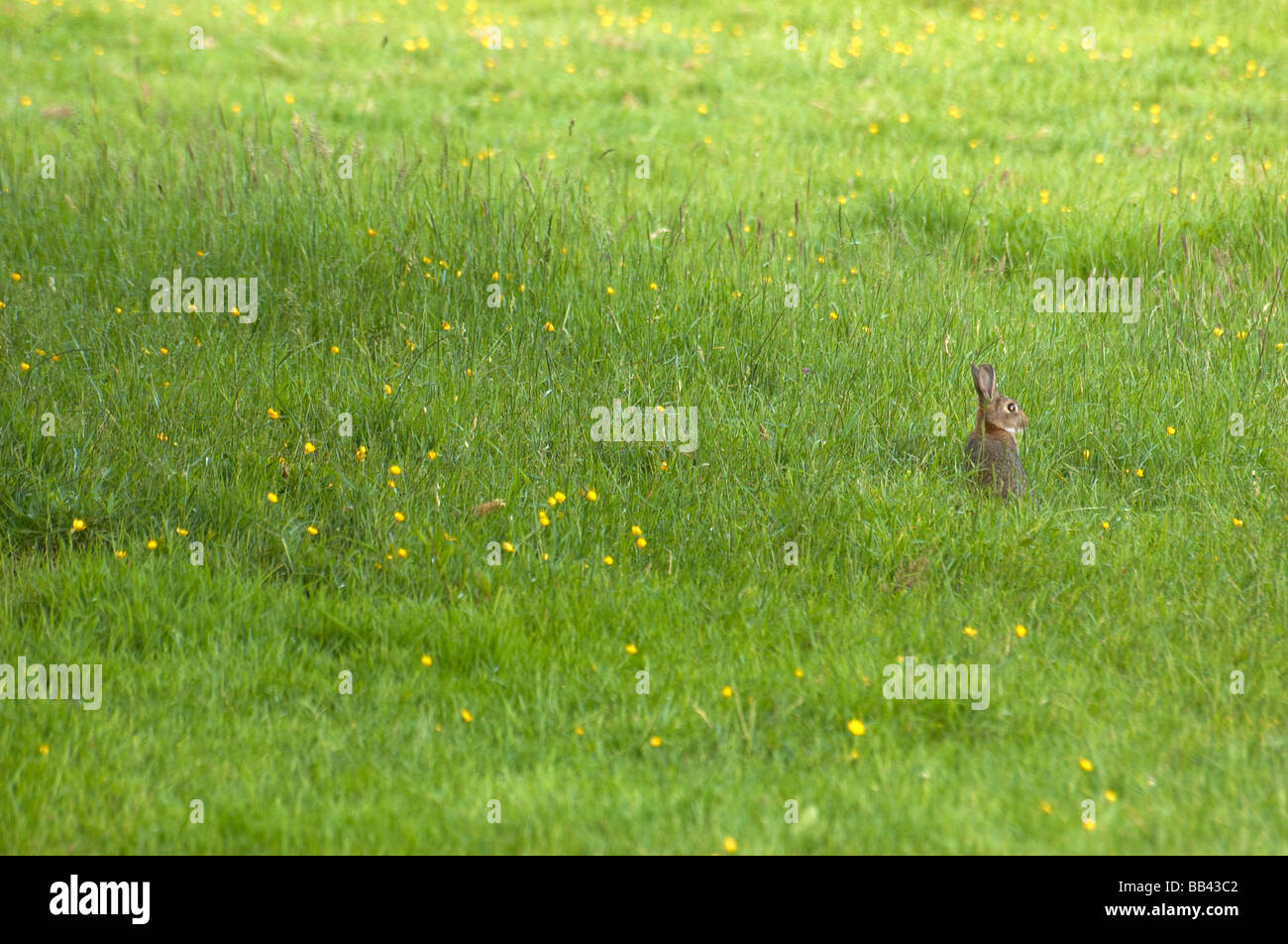 Rabbit field hi-res stock photography and images - Alamy