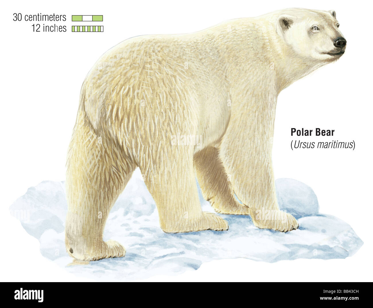 Polar bear (Ursus maritimus Stock Photo - Alamy