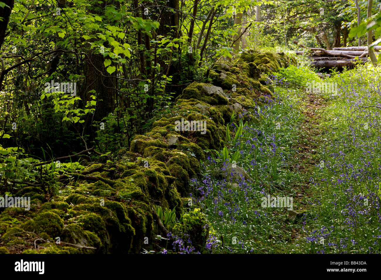 Forest path in spring Stock Photo - Alamy