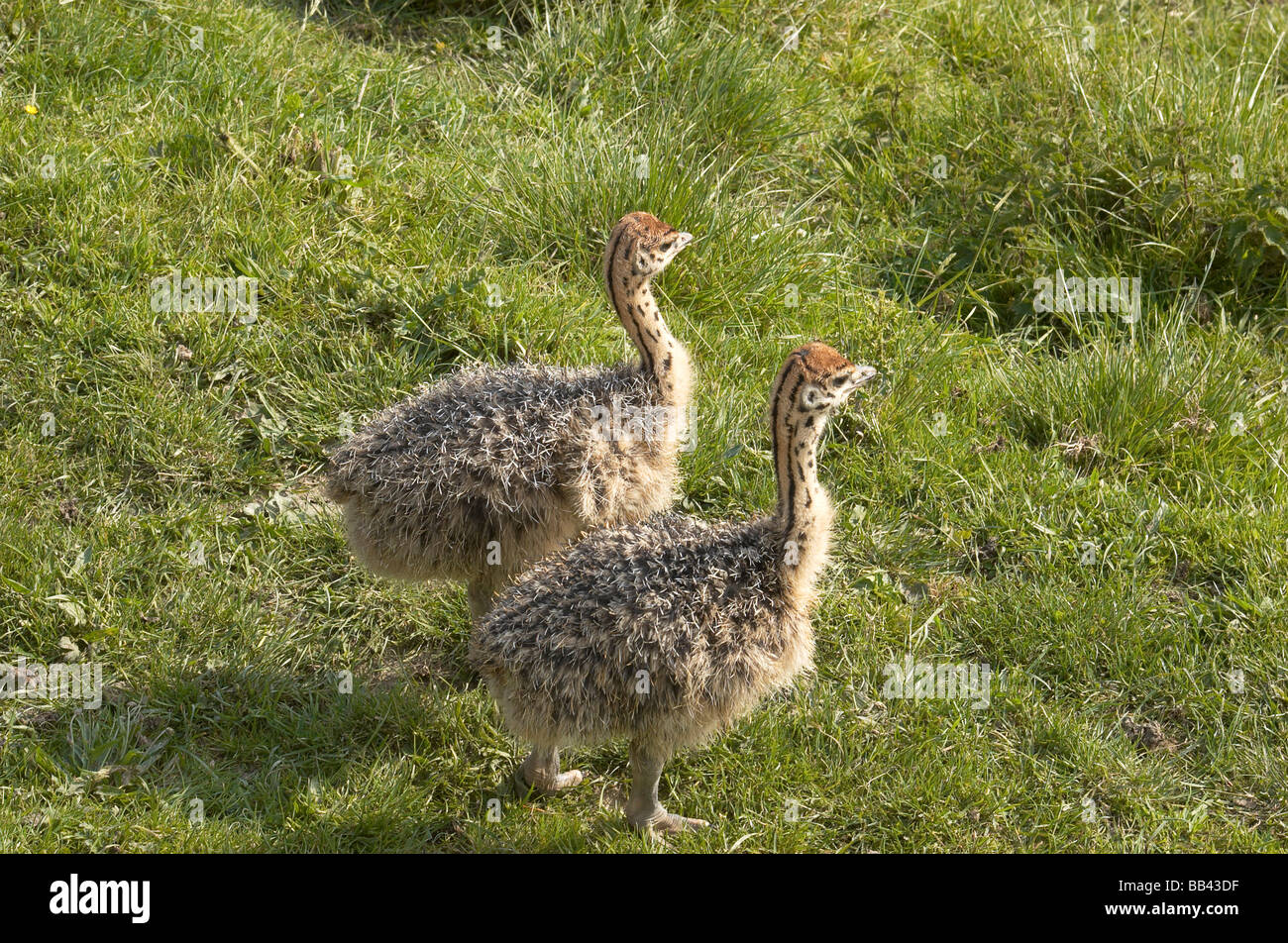 A young Ostrich feeding on the grass Stock Photo - Alamy