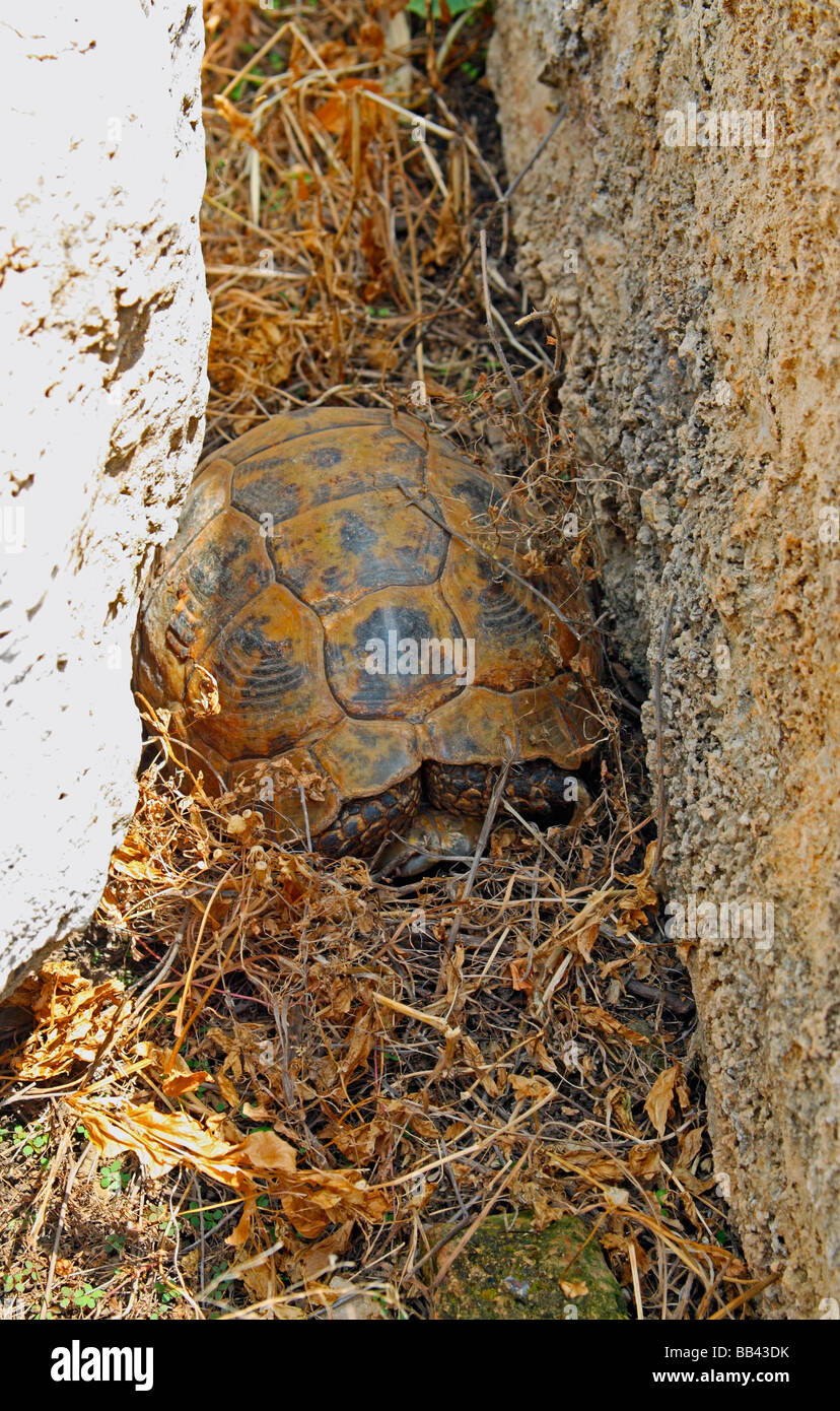 Tortoise between two rocks, near Antalya, Turkey Stock Photo - Alamy