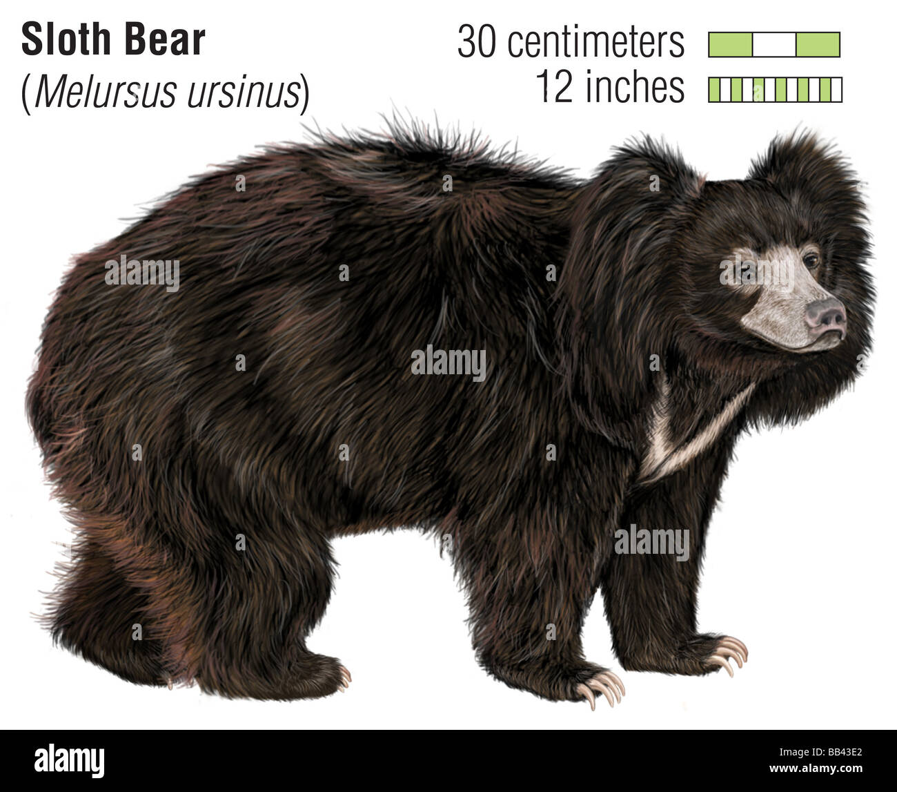 Sloth bear (Melursus ursinus Stock Photo - Alamy