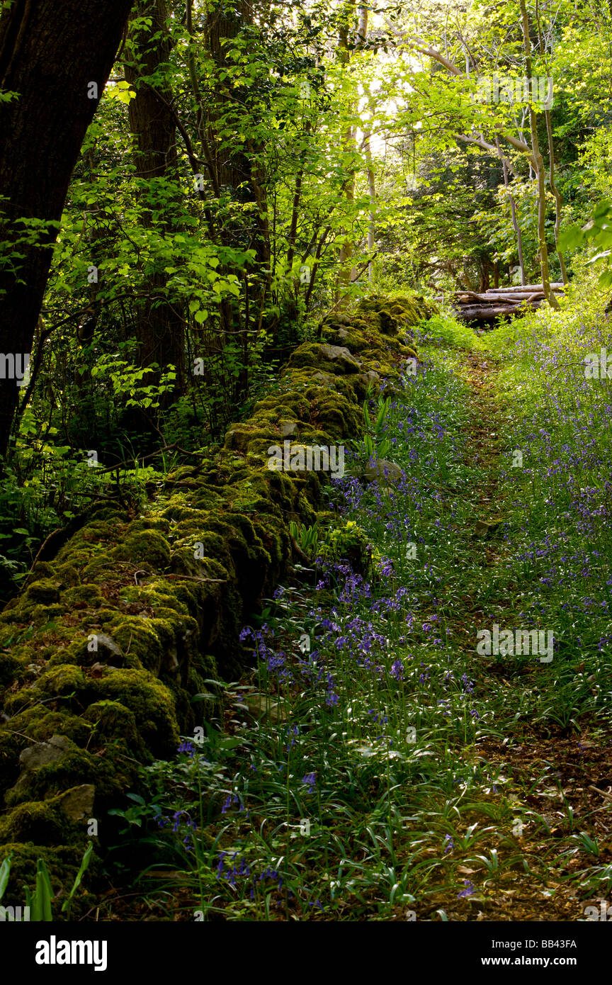 Forest path in spring Stock Photo - Alamy