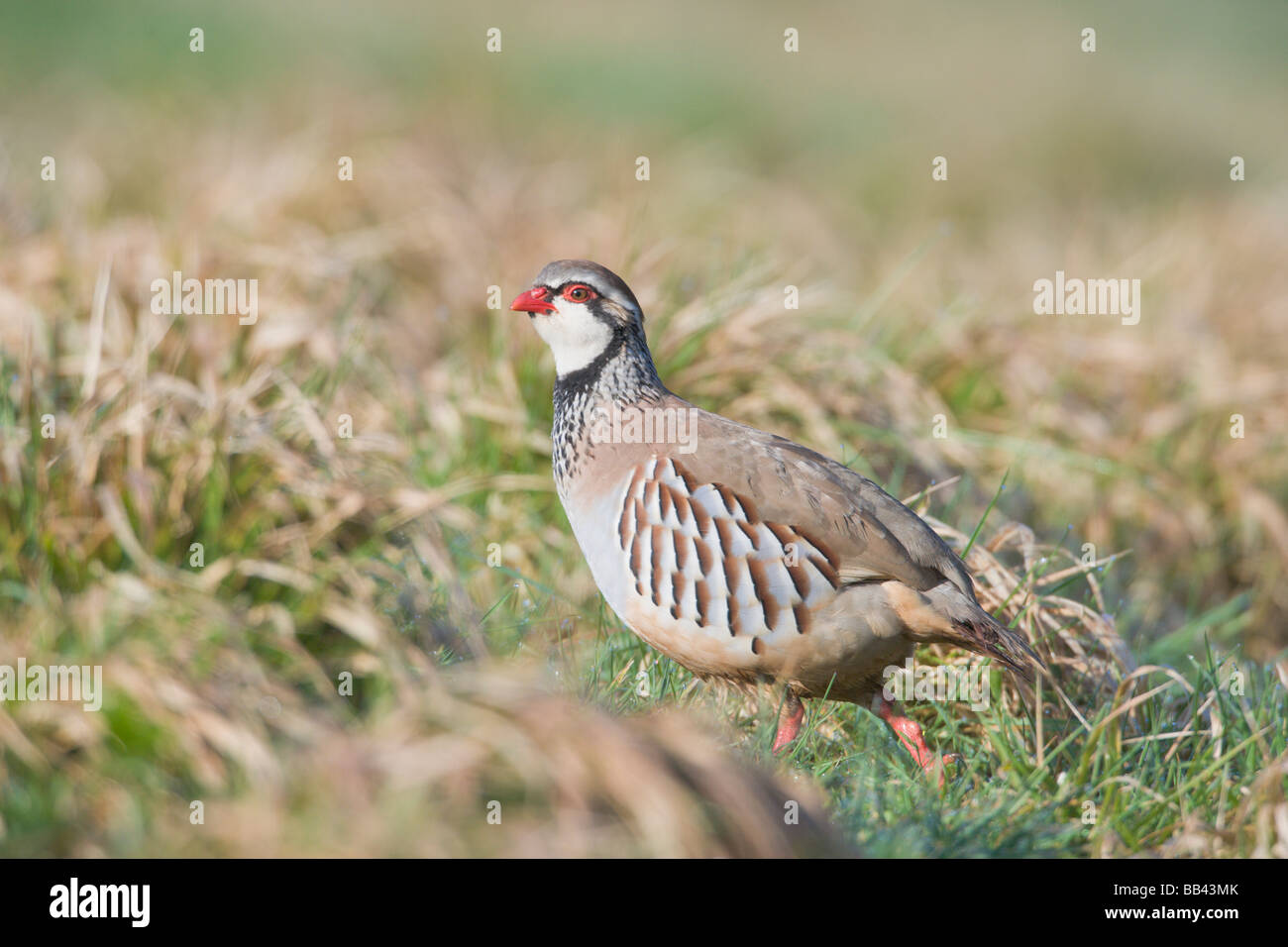 Male Red Legged Partridge High Resolution Stock Photography and Images ...