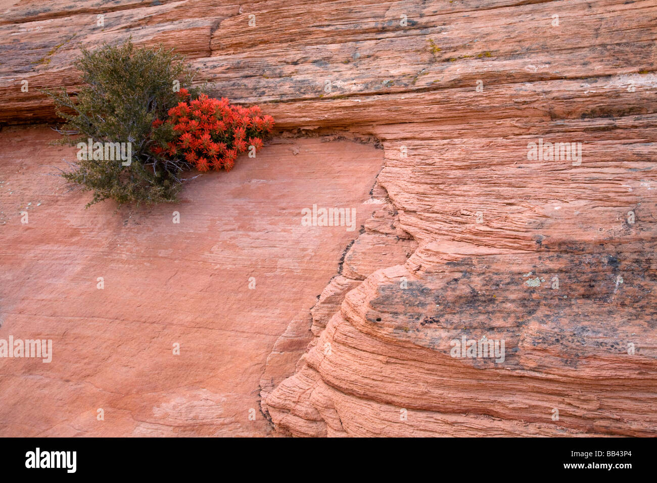 Utah, Zion National Park, Indian Paintbrush wildflowers Stock Photo - Alamy