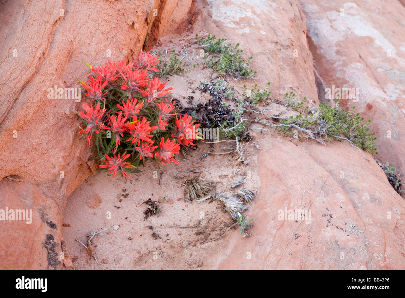 Utah, Zion National Park, Indian Paintbrush wildflowers Stock Photo - Alamy