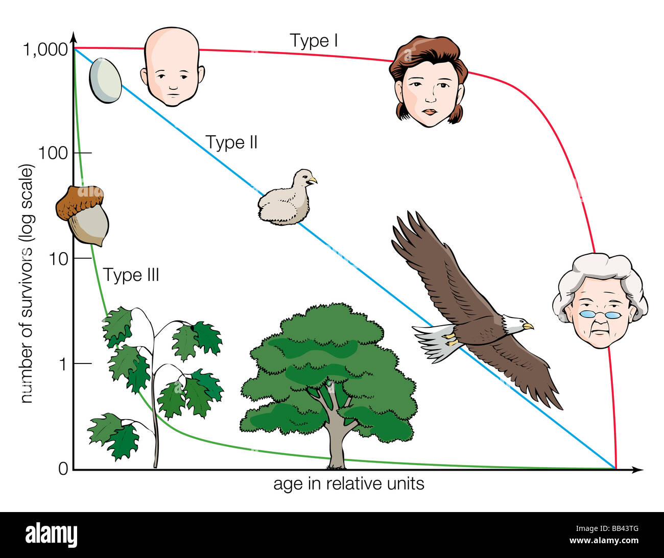 Survivorship curve hi-res stock photography and images - Alamy Survivorship curve hi-res stock photography and images - Alamy