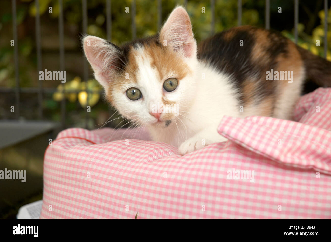 Pleading Small High Resolution Stock Photography and Images - Alamy