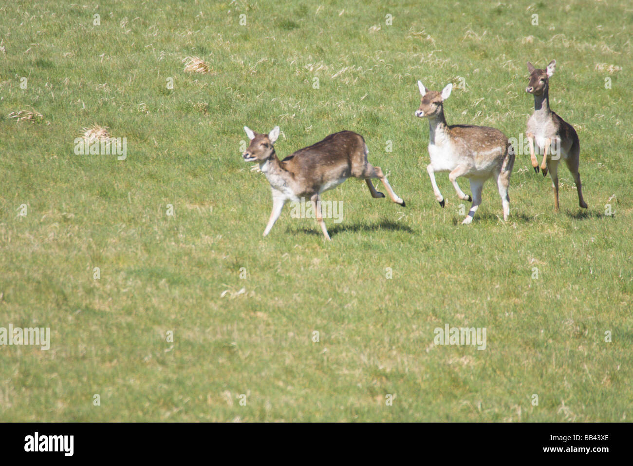 Three female Fallow deer Dama dama running across field Stock Photo - Alamy
