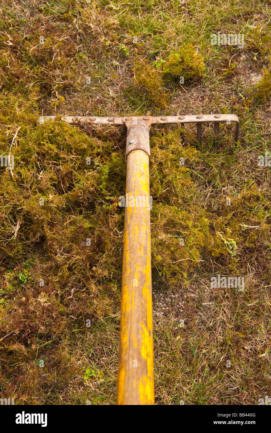 Dead moss hi-res stock photography and images - Alamy