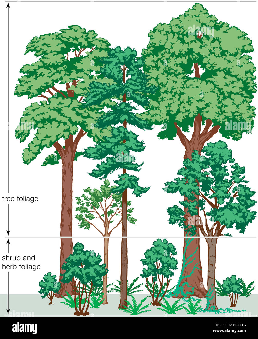 Vegetation profile of a temperate deciduous forest Stock Photo - Alamy