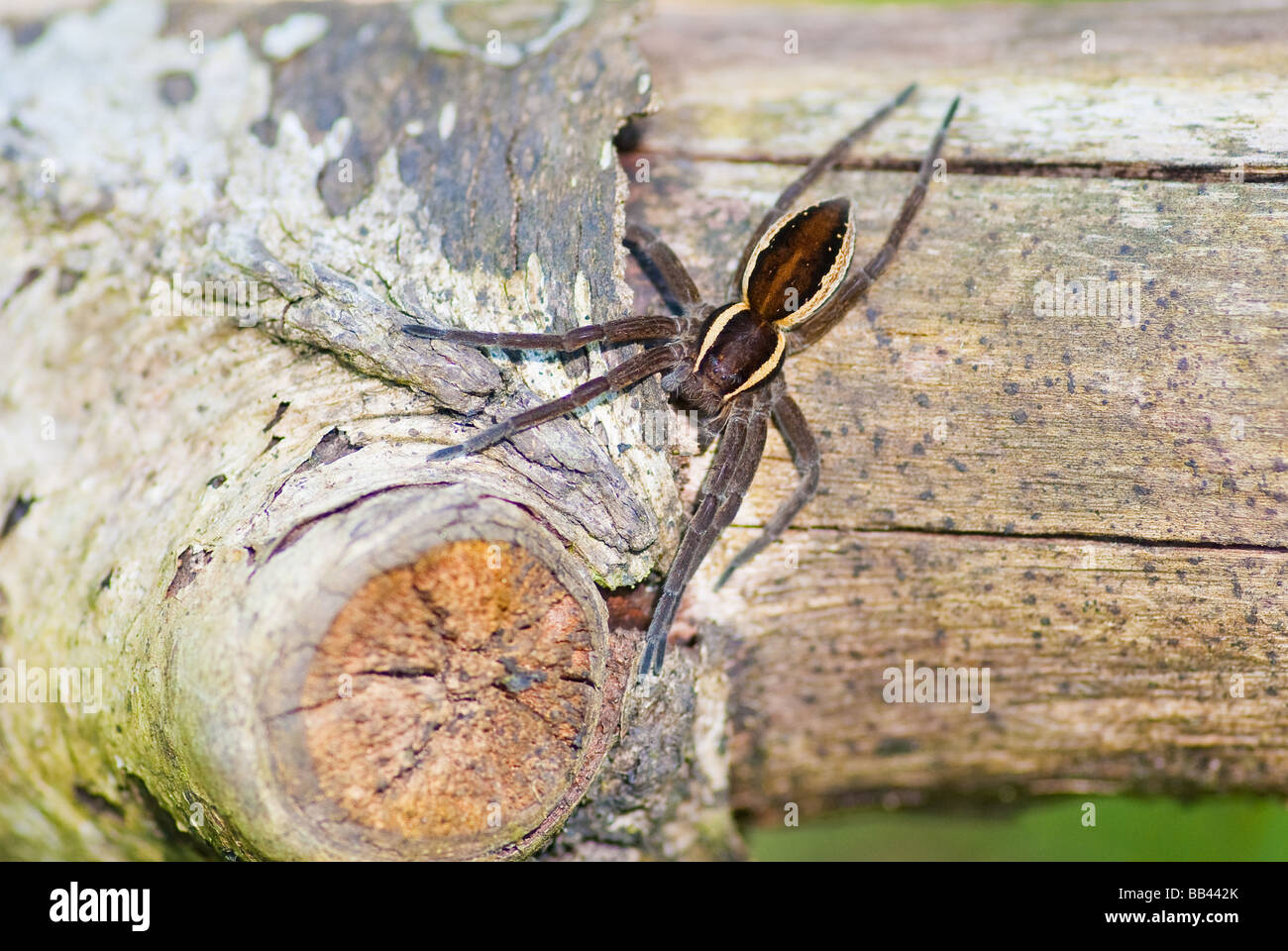 Swamp spider hi-res stock photography and images - Alamy