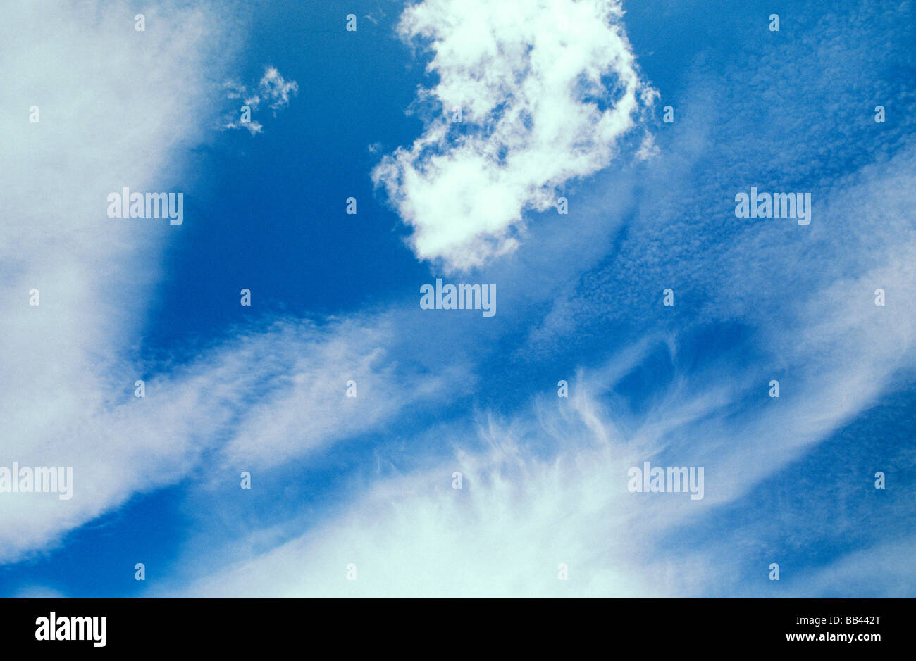 Fibratus hi-res stock photography and images - Alamy