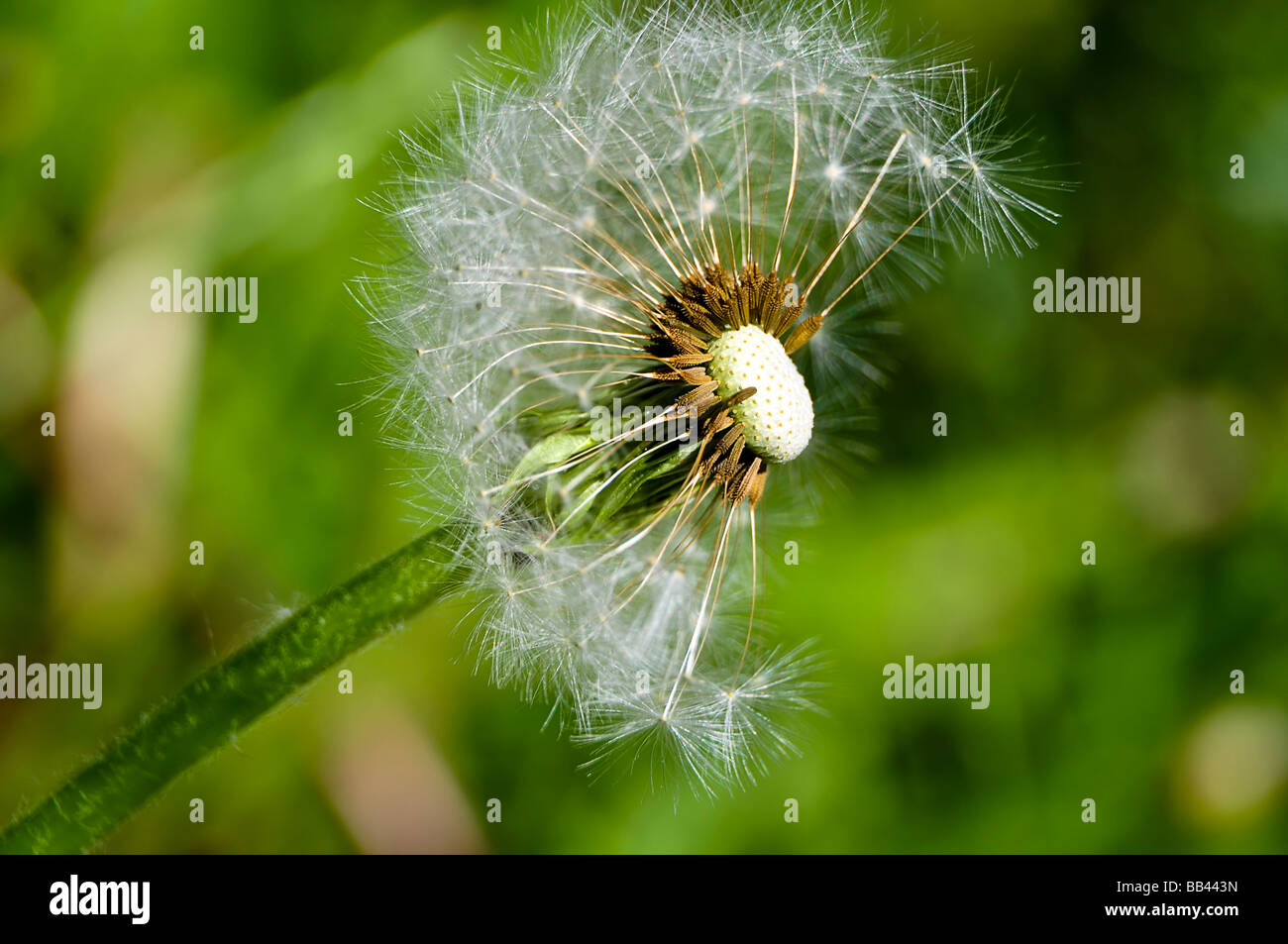 A Dandelion blowing its seed in the wind Stock Photo - Alamy