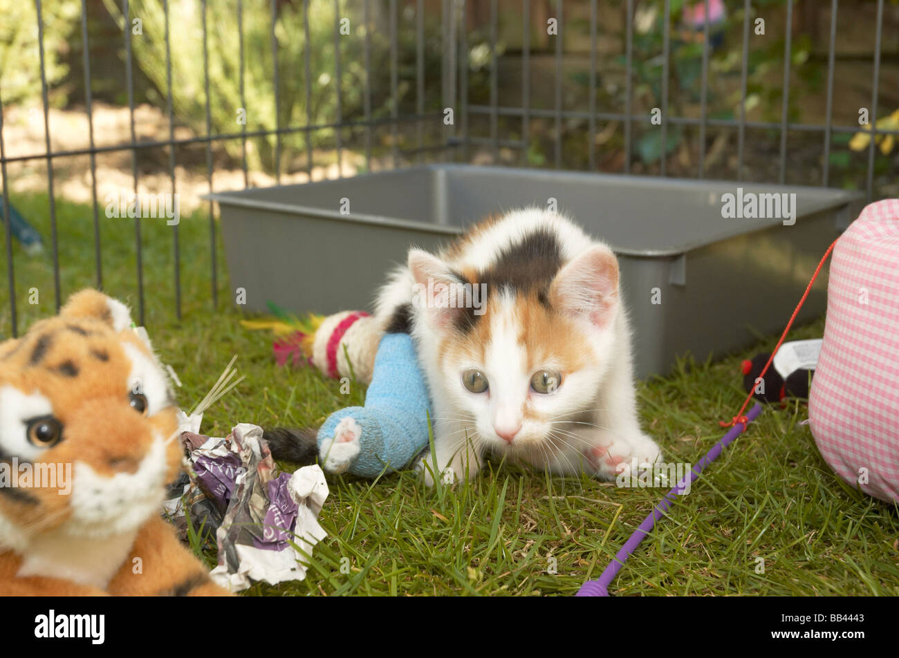 A small kitten Stock Photo - Alamy