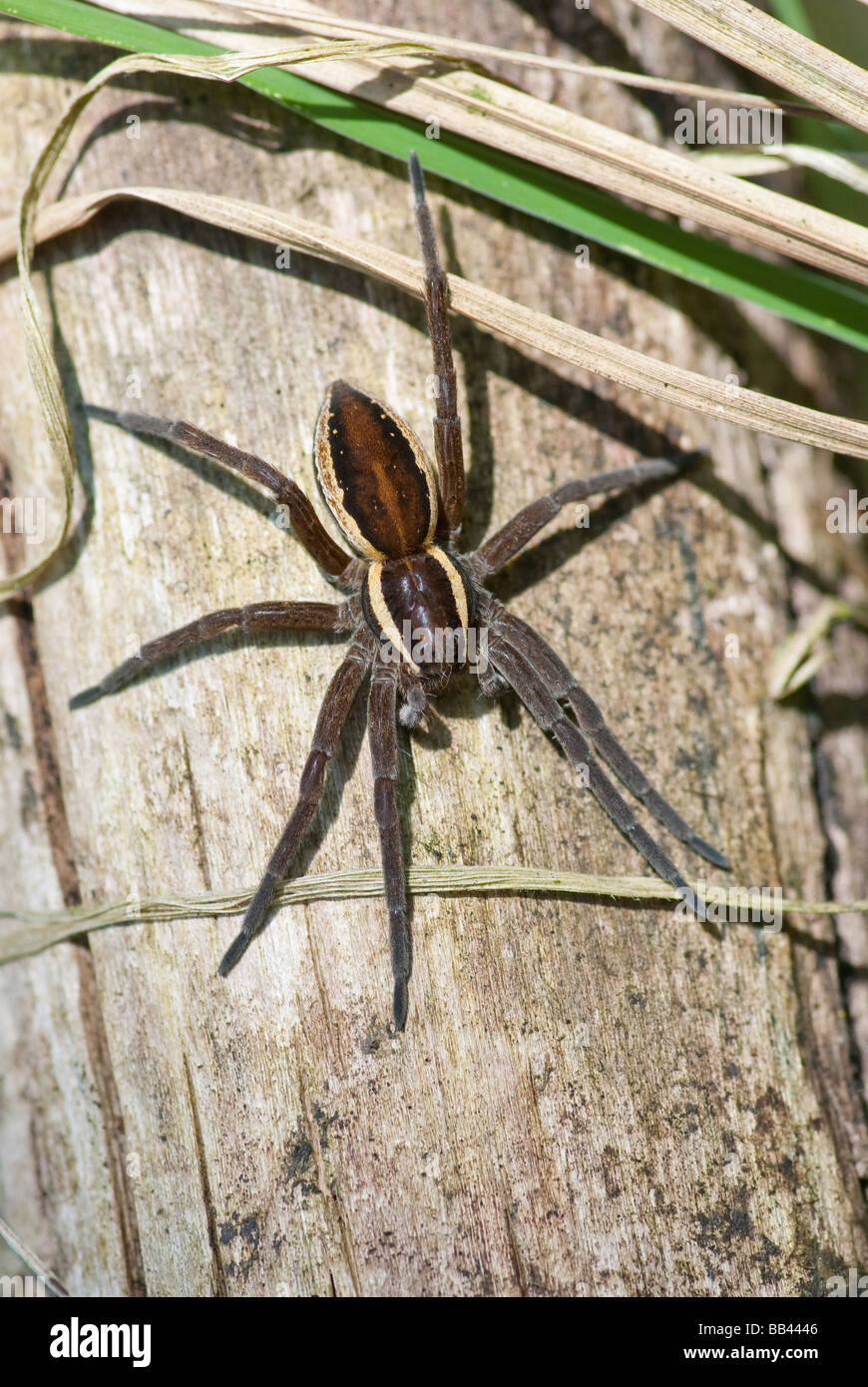 Swamp spider (portrait Stock Photo - Alamy