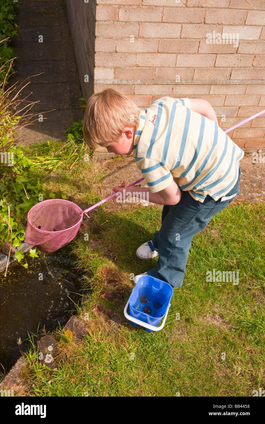 A view looking down on a young boy catching newts and fish with his ...