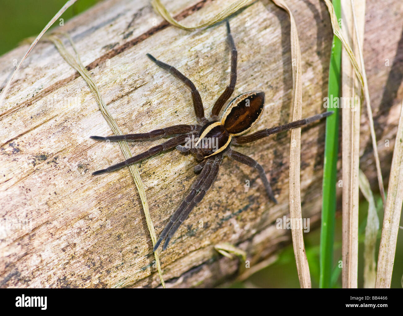 Swamp spider (landscape Stock Photo - Alamy