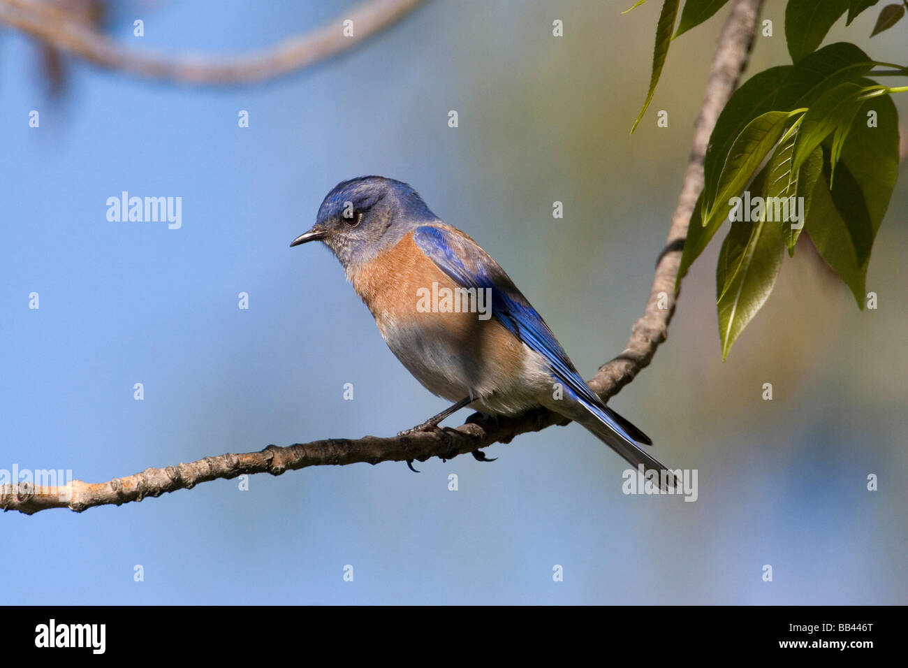 USA - California - San Diego County - male Western Bluebird Stock Photo ...