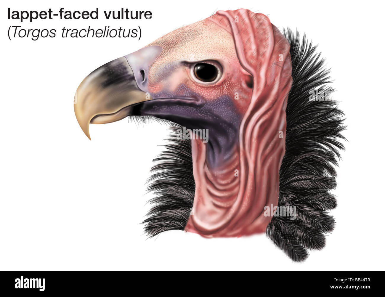 Head of lappet-faced vulture (Torgos tracheliotus Stock Photo - Alamy