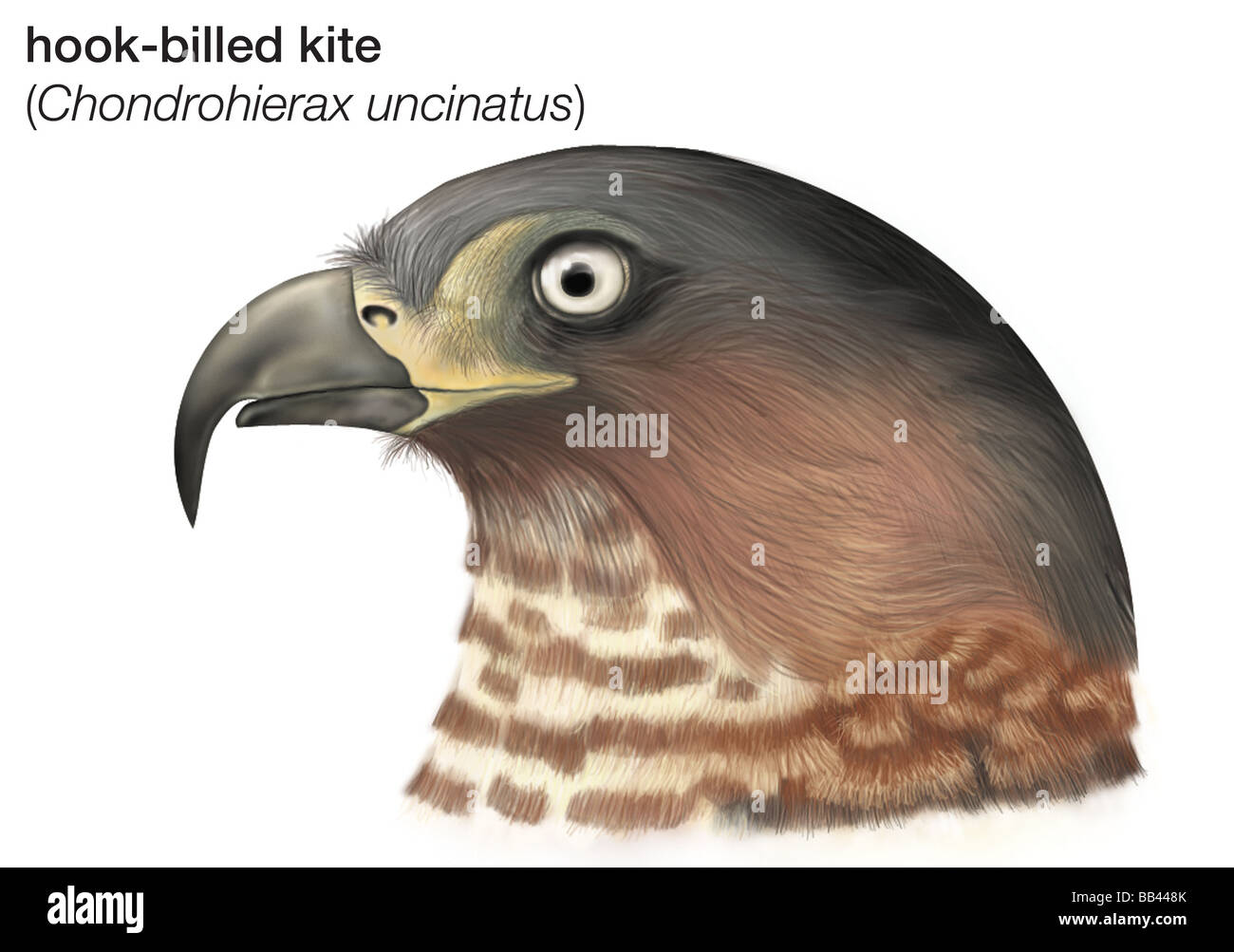 Hook zoology hi-res stock photography and images - Alamy