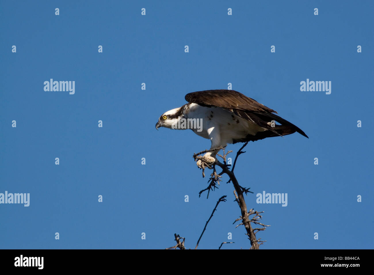 USA - California - San Diego County - Osprey Stock Photo - Alamy