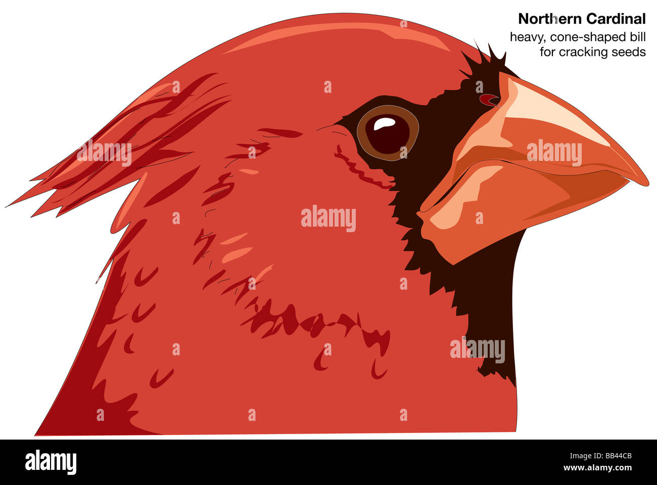 Head of a northern cardinal (Cardinalis cardinalis Stock Photo - Alamy